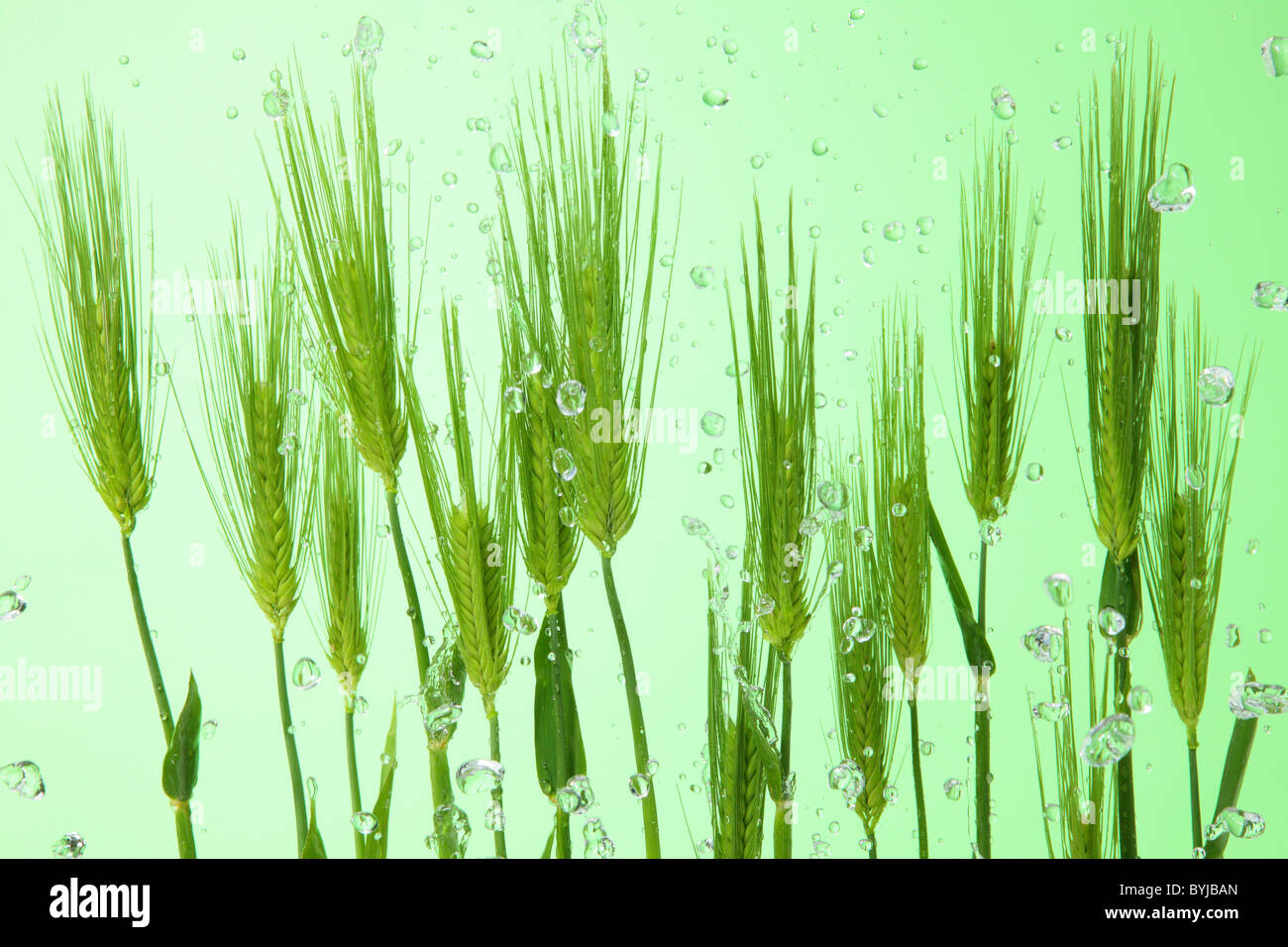 Wet barley hi-res stock photography and images - Alamy