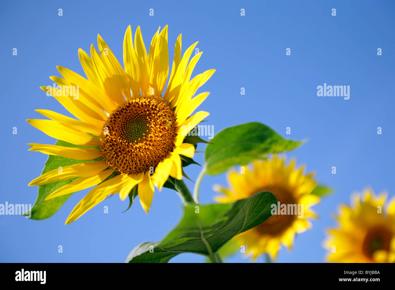 Sunflower Flower Head Leaf Stem Three Objects Stock Photo - Alamy
