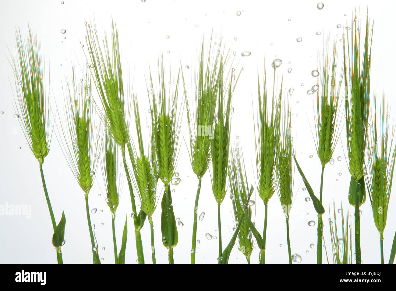 Wet barley hi-res stock photography and images - Alamy