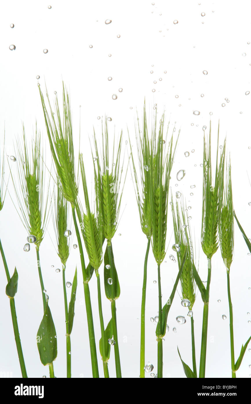 Spray barley hi-res stock photography and images - Alamy