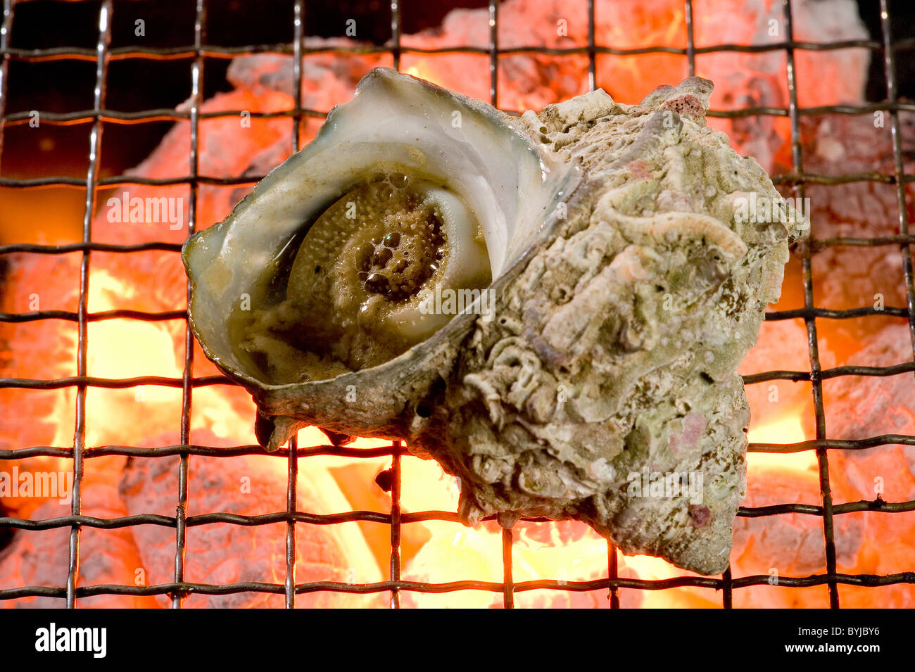 Single Shellfish on Barbecue Grill Stock Photo - Alamy
