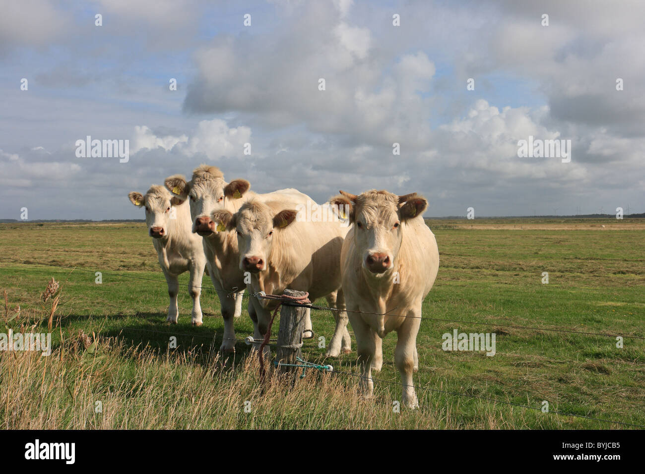 Cows in a pasture Stock Photo - Alamy
