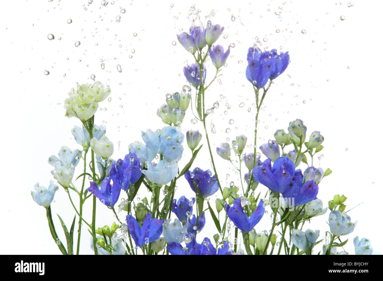 Wet delphinium hi-res stock photography and images - Alamy
