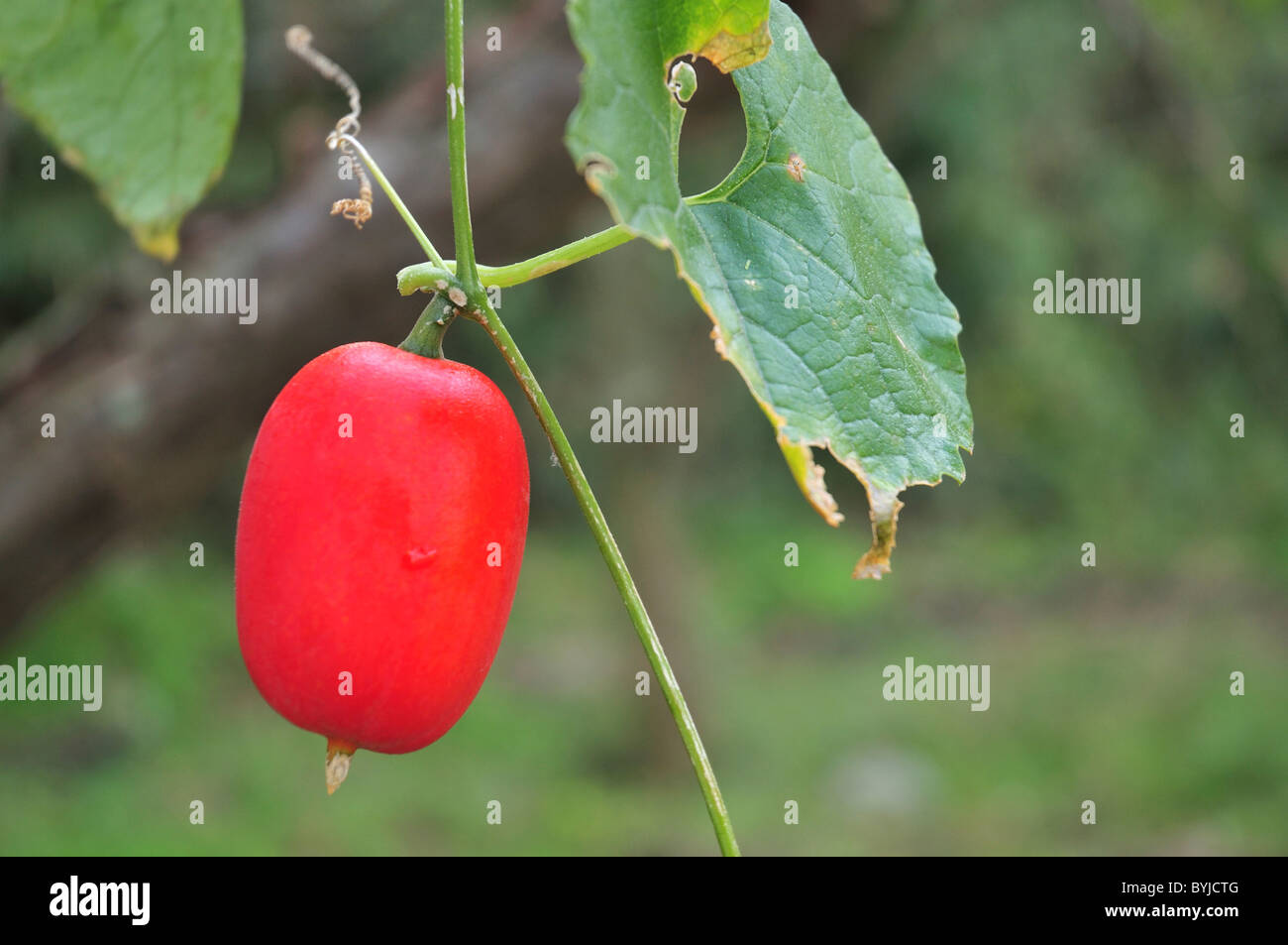 Japanese snake hi-res stock photography and images - Alamy