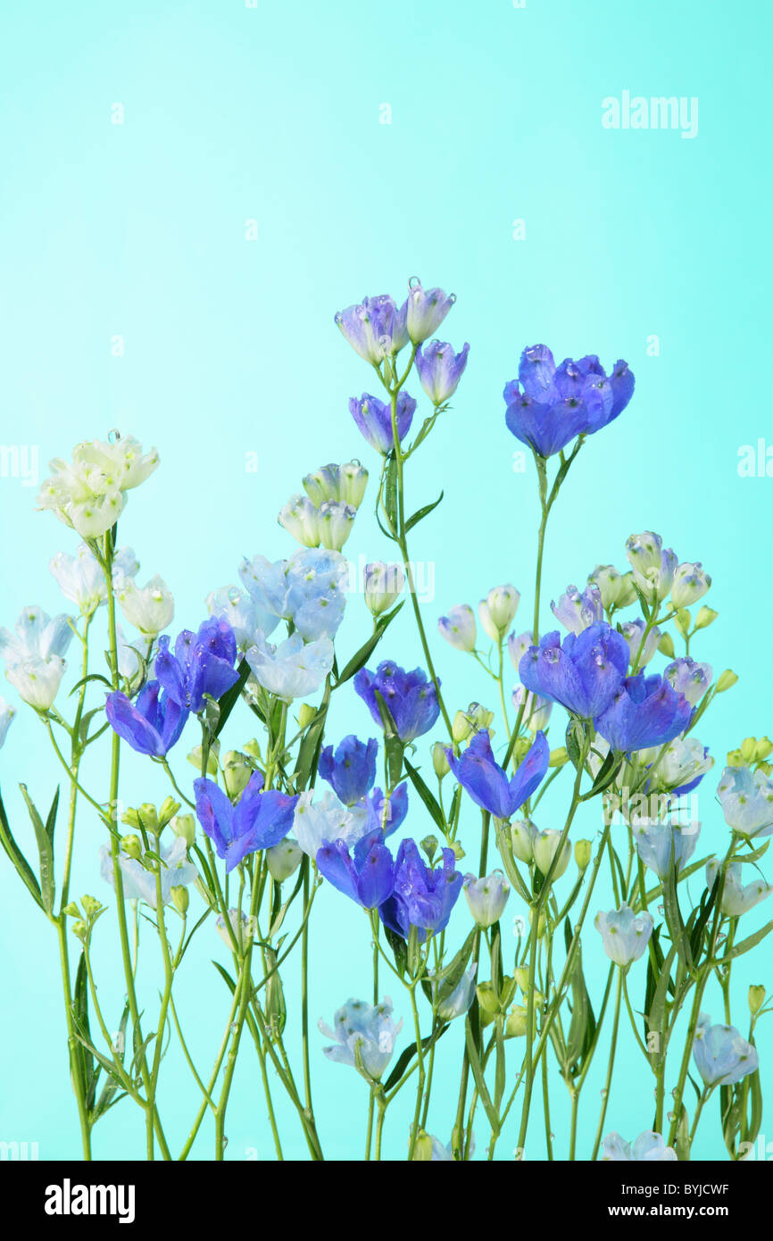 Light blue delphinium hi-res stock photography and images - Alamy