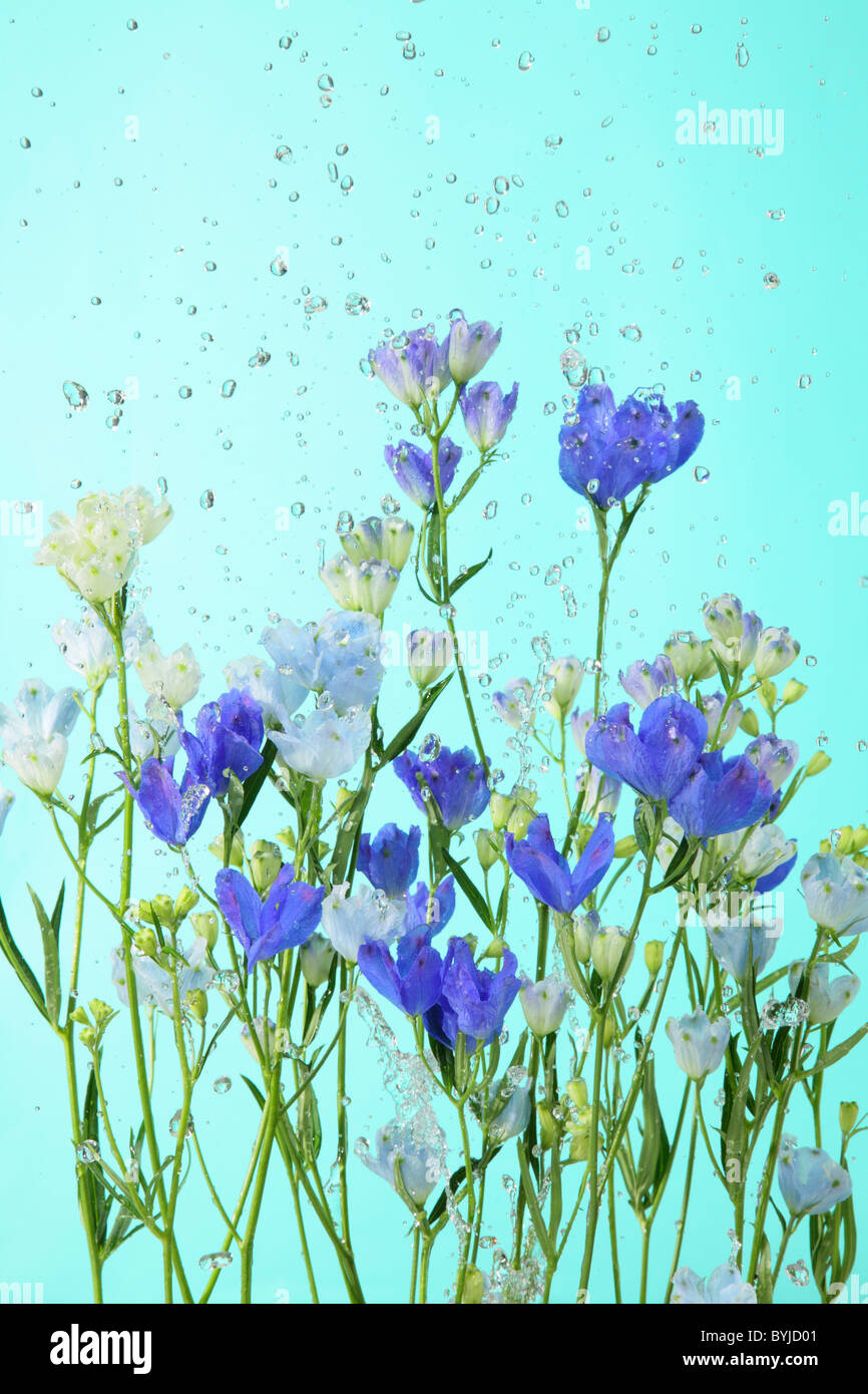 Wet delphinium hi-res stock photography and images - Alamy