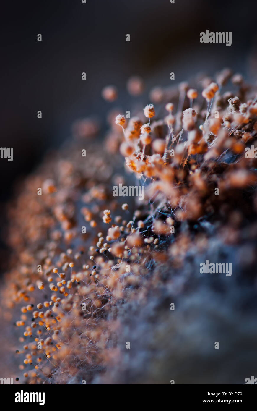 Spores of bread mold hi-res stock photography and images - Alamy