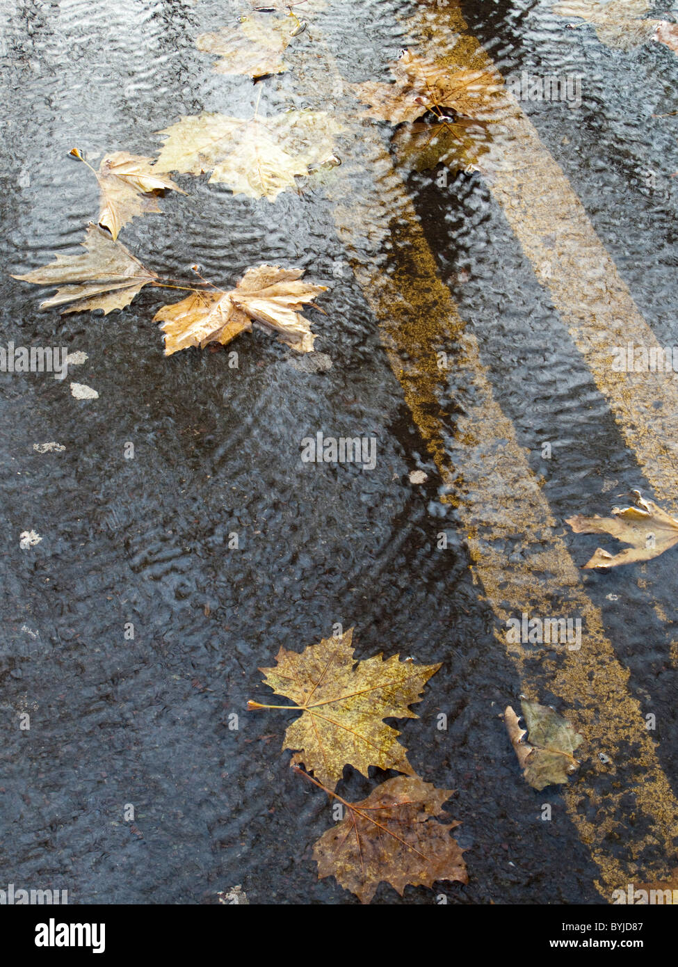 Leaves in puddle, autumn, roadside Stock Photo - Alamy