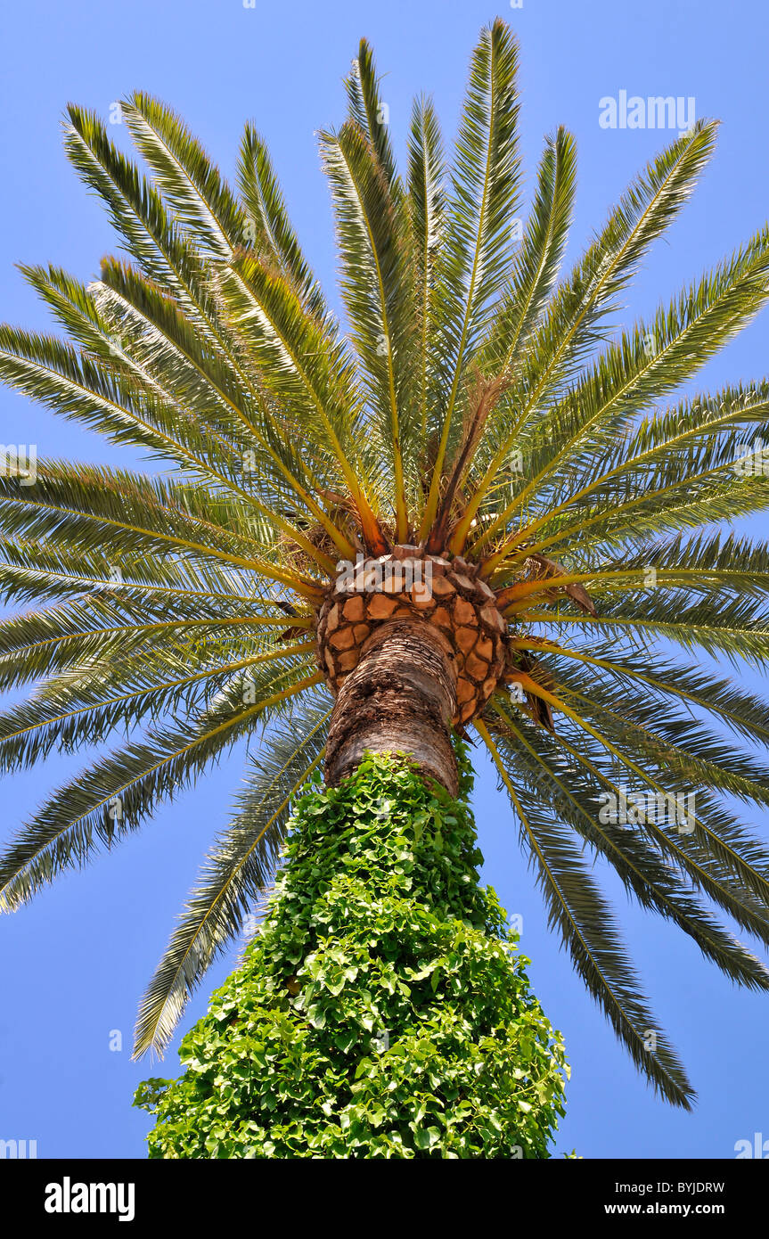 Palm tree with ivy on the trunk on blue sky background Stock Photo - Alamy