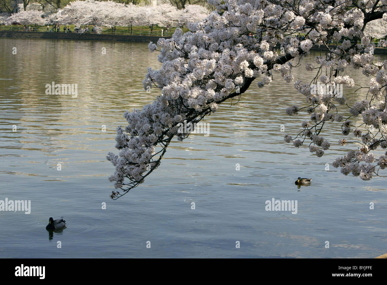 The cherry blossoms bloom for ten days around the Tidal Basin. The 2007 ...