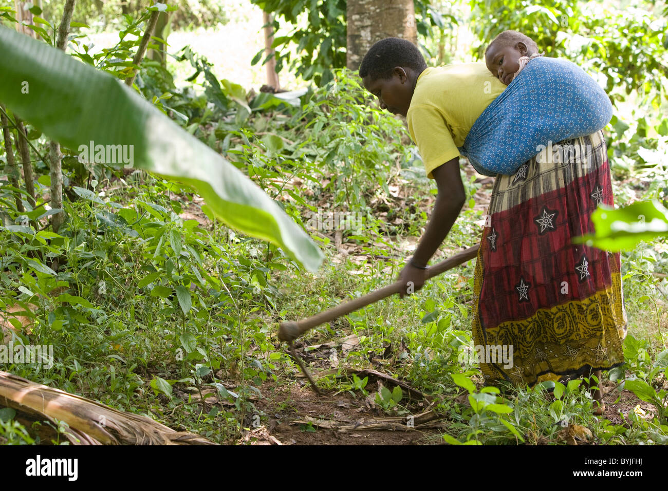 Farm Farming Farmer Farmers Land Field Trees High Resolution Stock ...