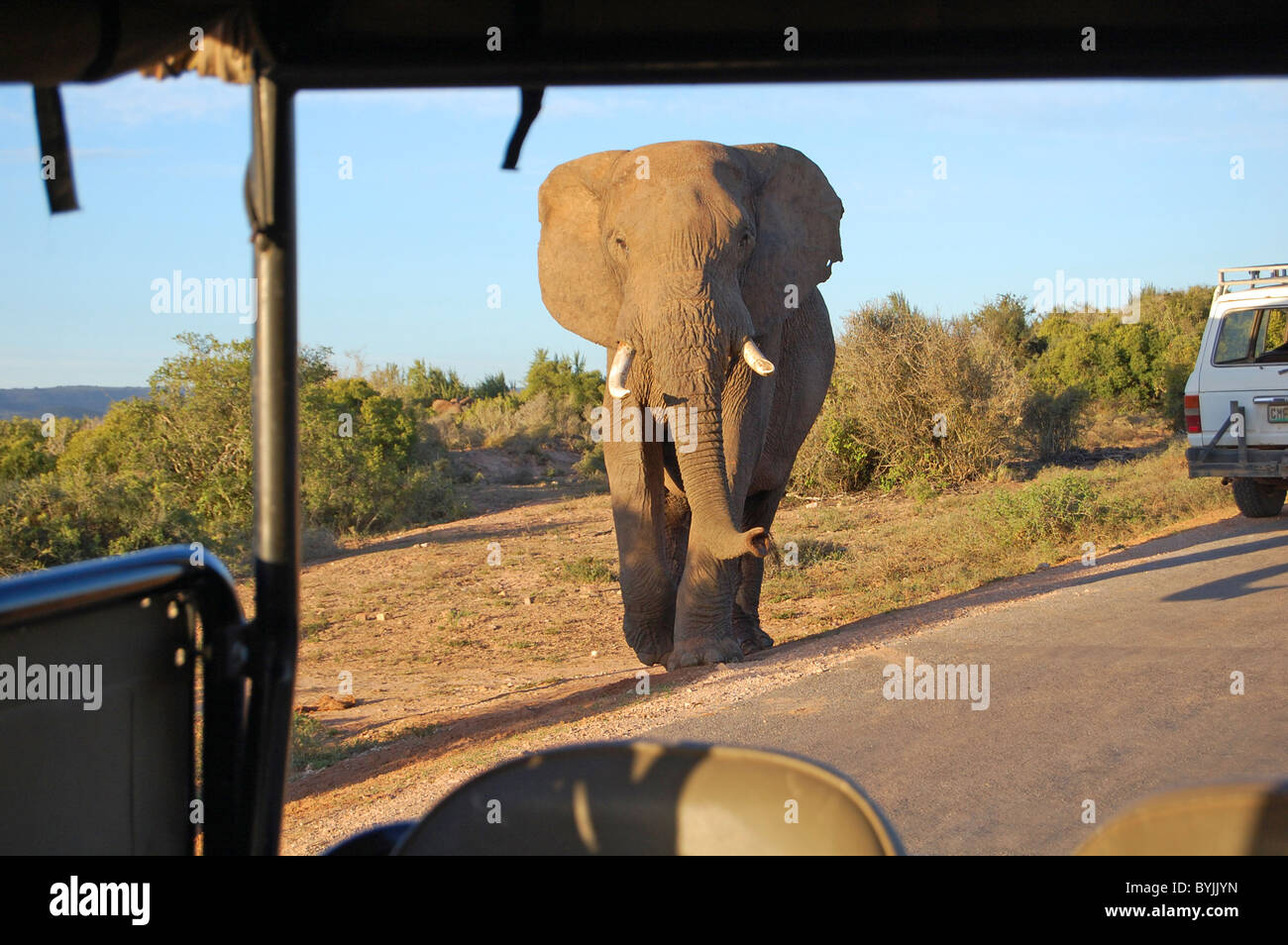 Elephant safari vehicle hi-res stock photography and images - Alamy