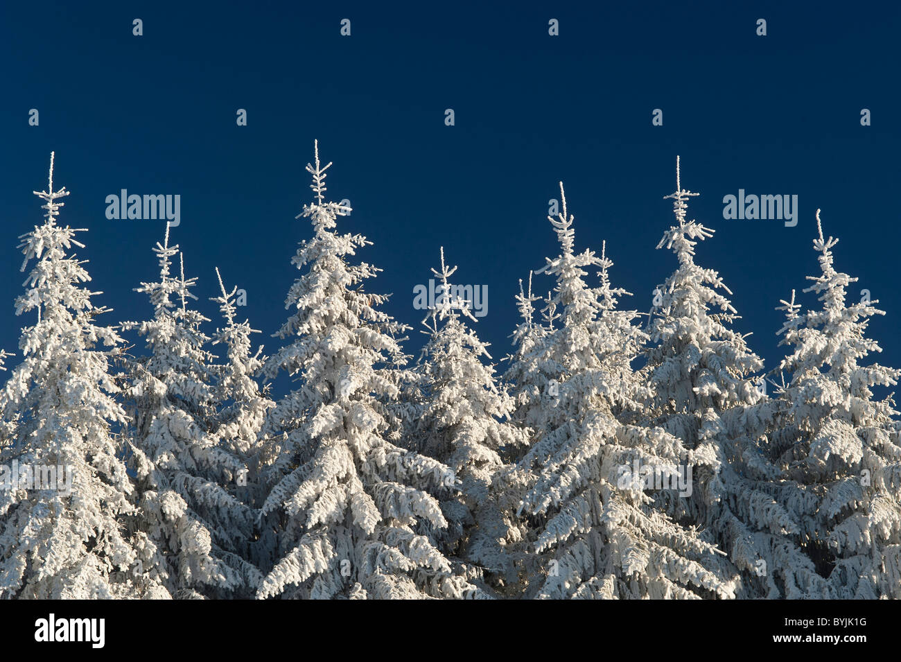Fir trees france hi-res stock photography and images - Alamy