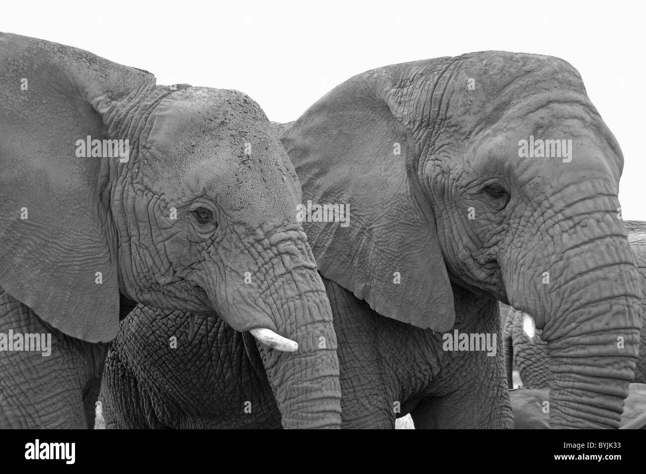 close up of two elephants Stock Photo - Alamy