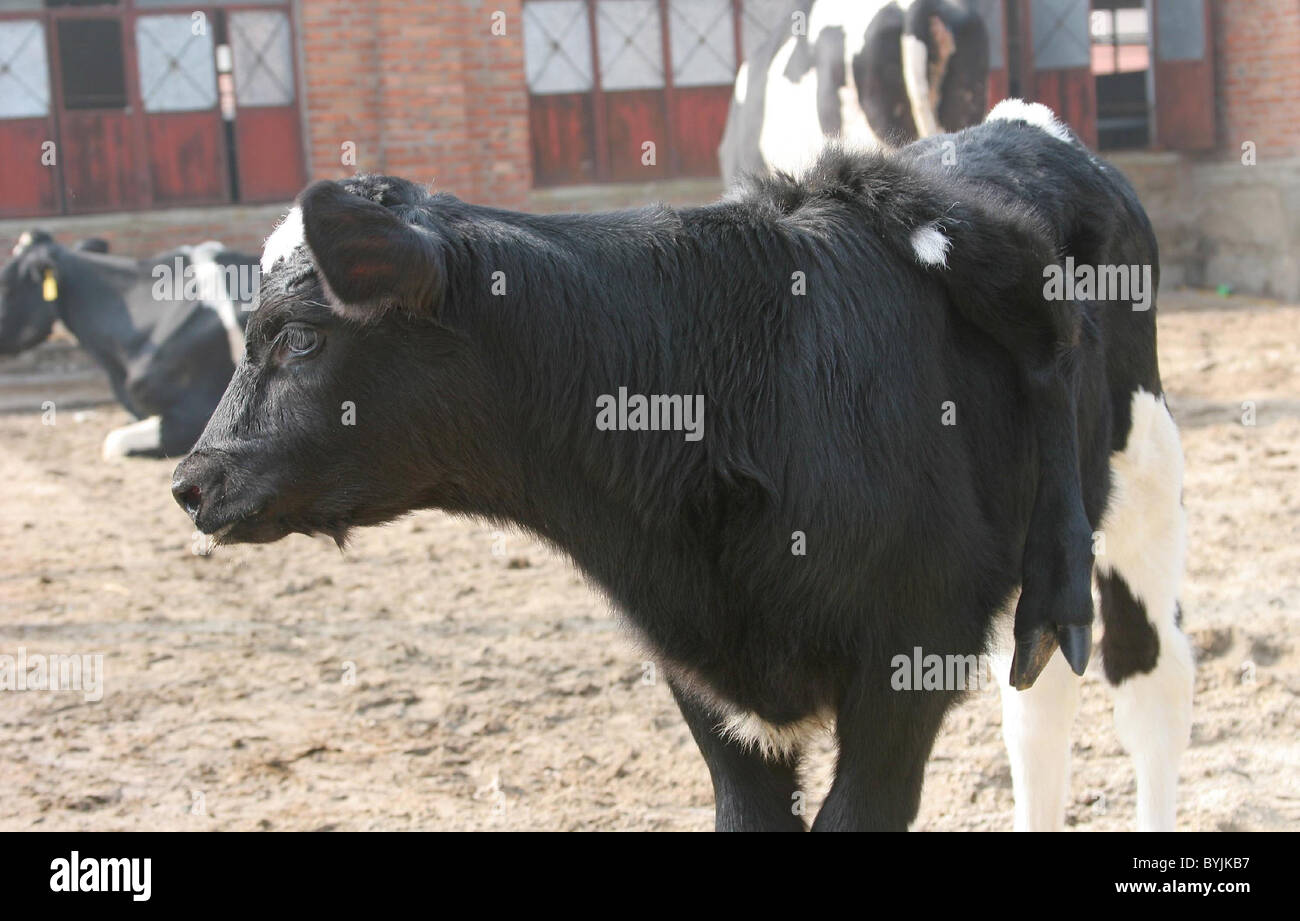 A Chinese cow amazed farmers when she gave birth to a five-legged calf ...
