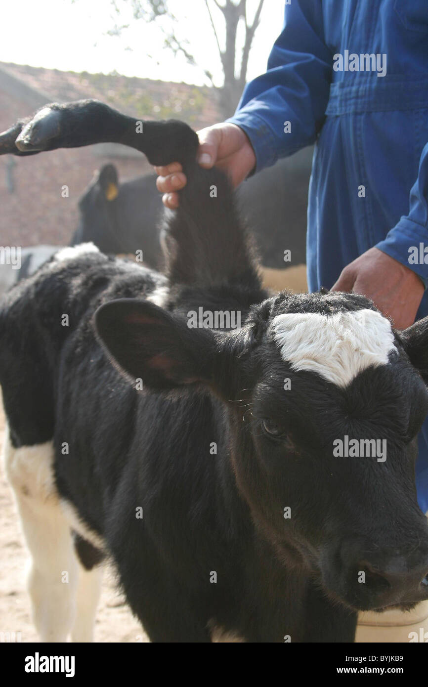 A Chinese cow amazed farmers when she gave birth to a five-legged calf ...