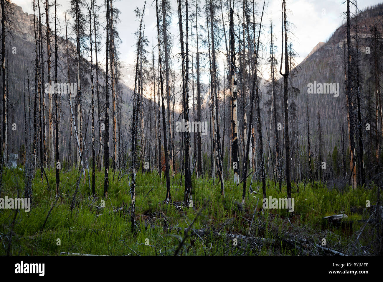 Burnt birch hi-res stock photography and images - Alamy
