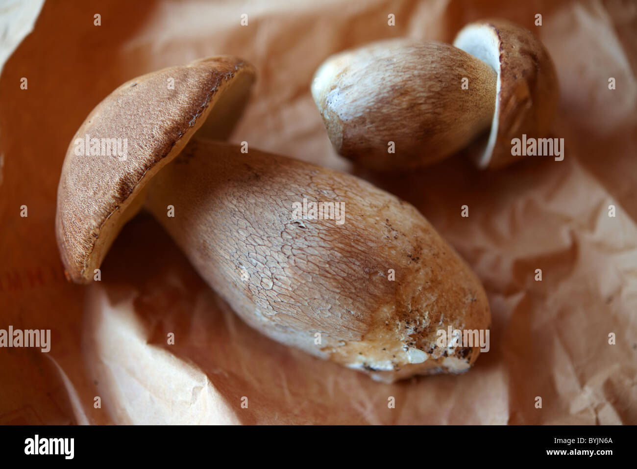 Whole wild Cepes mushrooms Stock Photo - Alamy