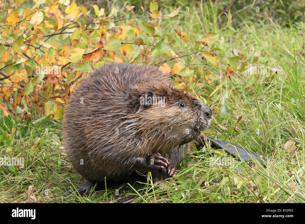 North beaver bank hi-res stock photography and images - Alamy