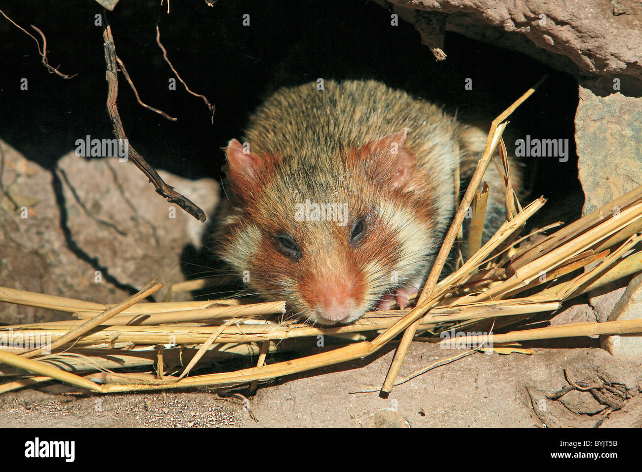 European hamster in underground burrow hi-res stock photography and ...