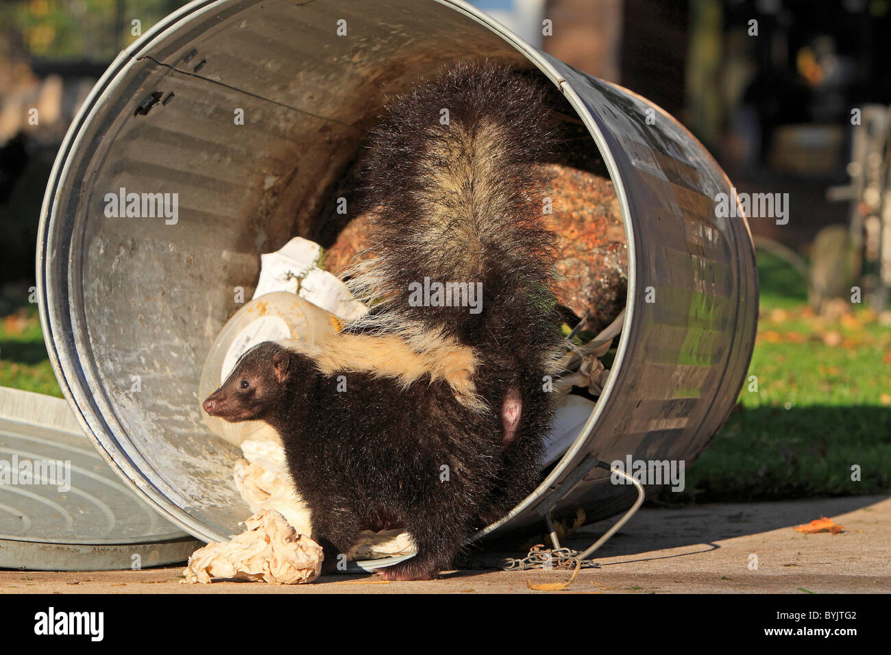 Striped Skunk (Mephitis mephitis) foraging in a dustbin Stock Photo - Alamy