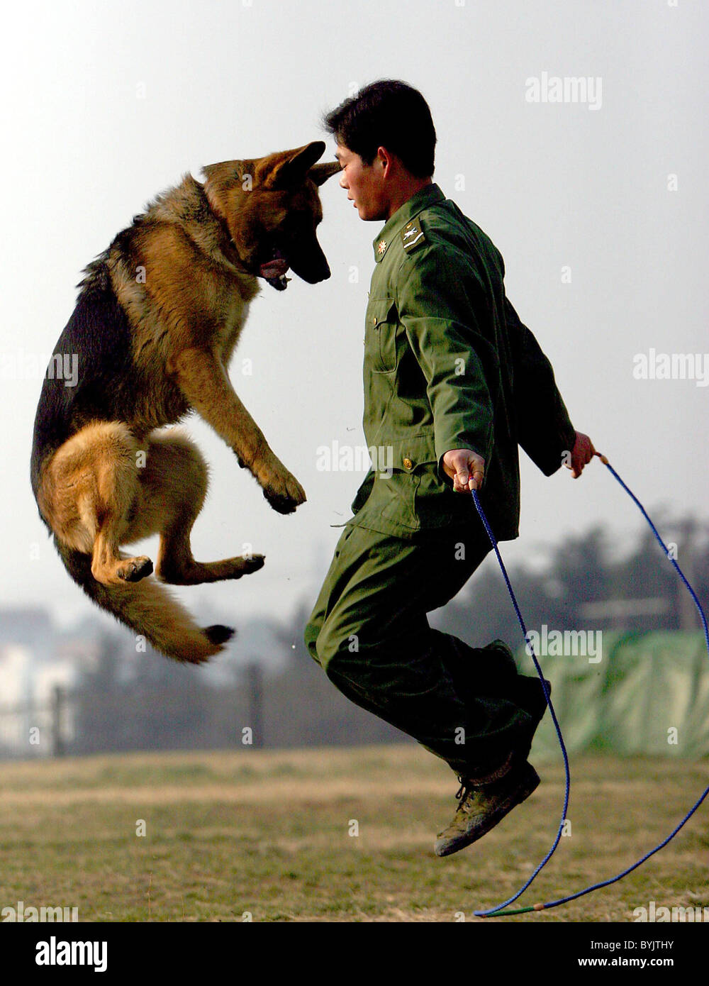 DOGS PUT THROUGH THEIR PACES These top-notch dogs are put through their ...