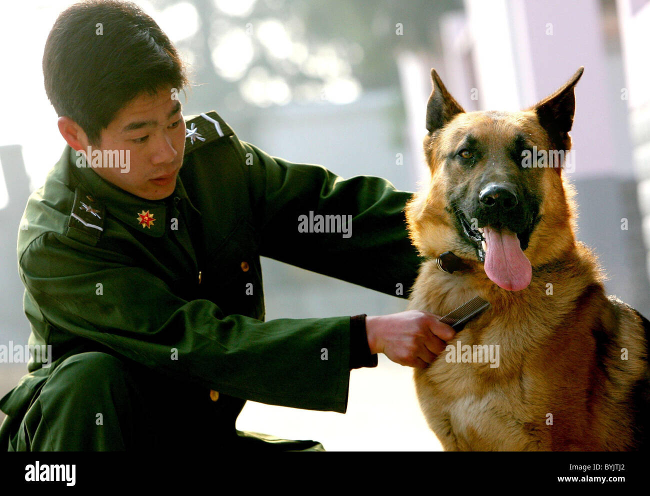 DOGS PUT THROUGH THEIR PACES These top-notch dogs are put through their ...