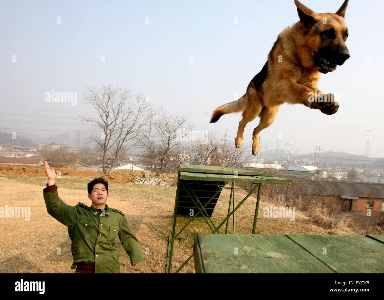 DOGS PUT THROUGH THEIR PACES These top-notch dogs are put through their ...