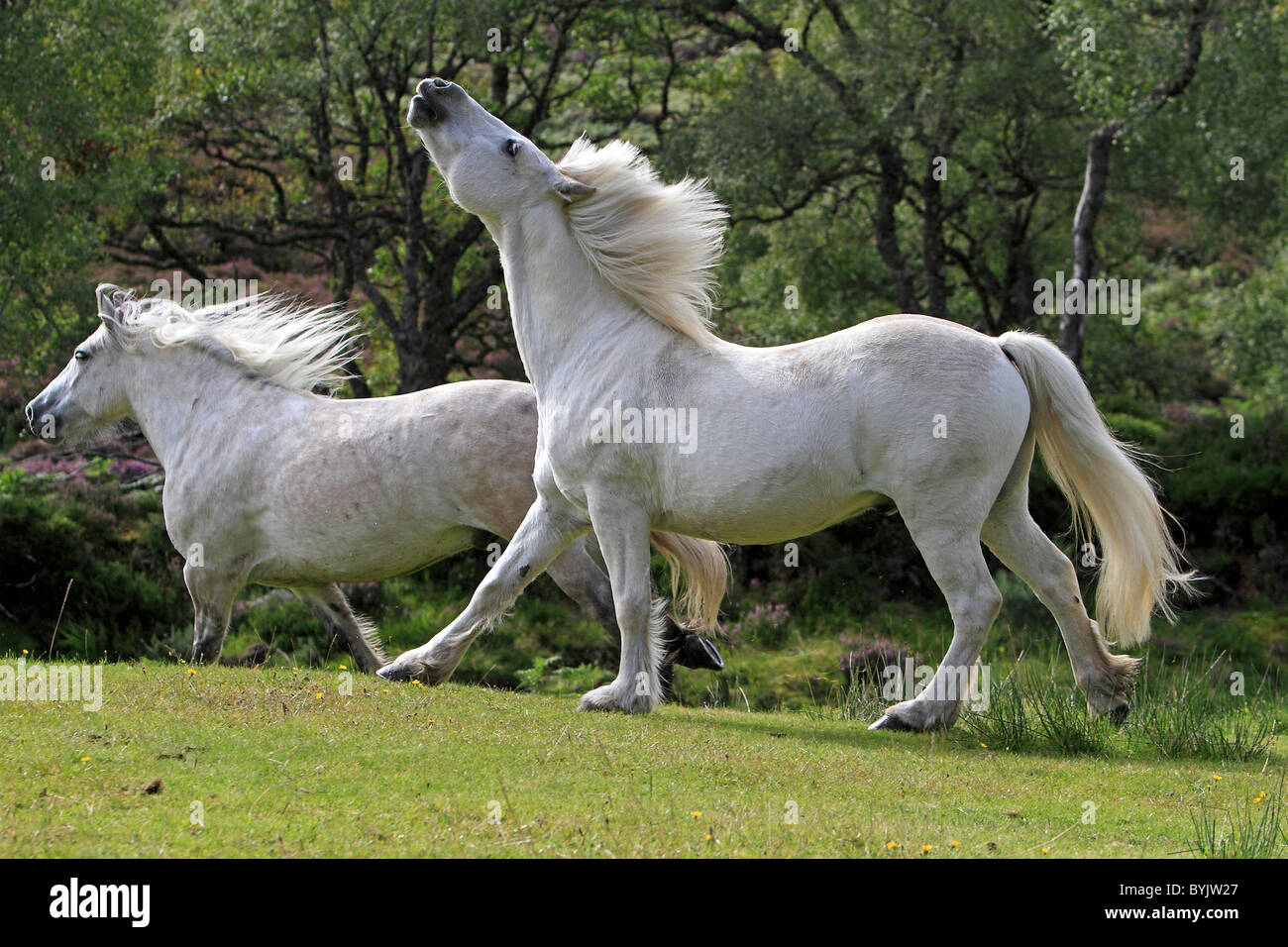 Highland pony horse hi-res stock photography and images - Alamy