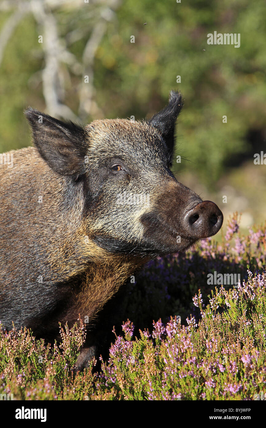 Boar hi-res stock photography and images - Alamy