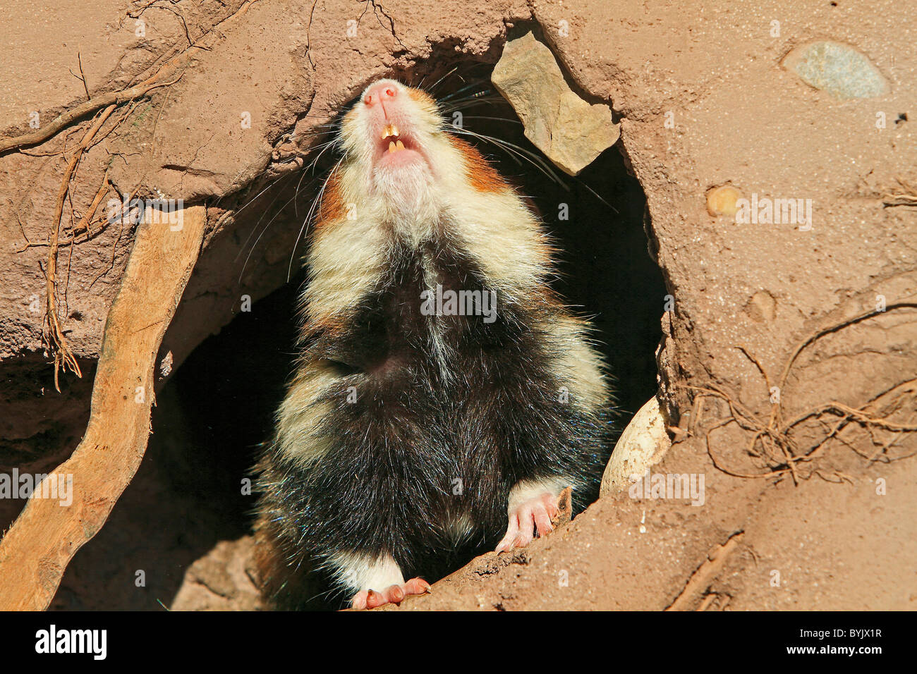 European Hamster, Black-bellied Hamster, Common Hamster (Cricetus ...