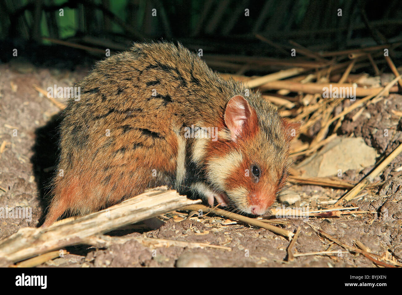European Hamster, Black-bellied Hamster, Common Hamster (Cricetus ...