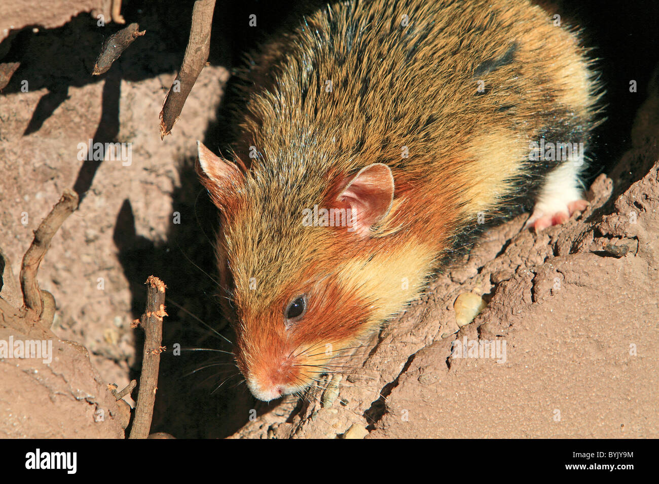 European Hamster, Black-bellied Hamster, Common Hamster (Cricetus ...