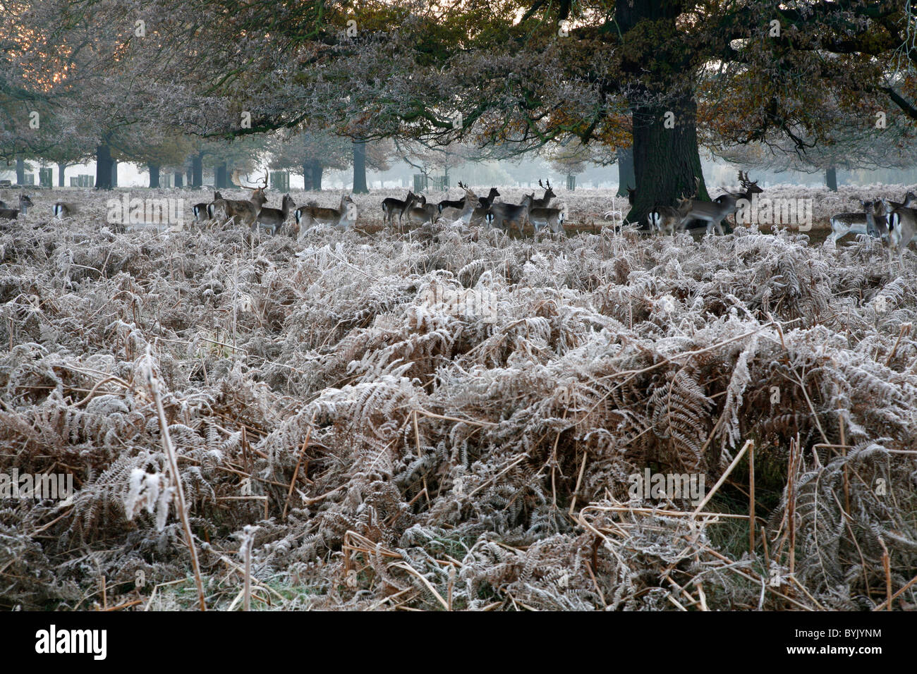 Deer hiding in the frost encrusted bracken on Bushy Park, Teddington ...