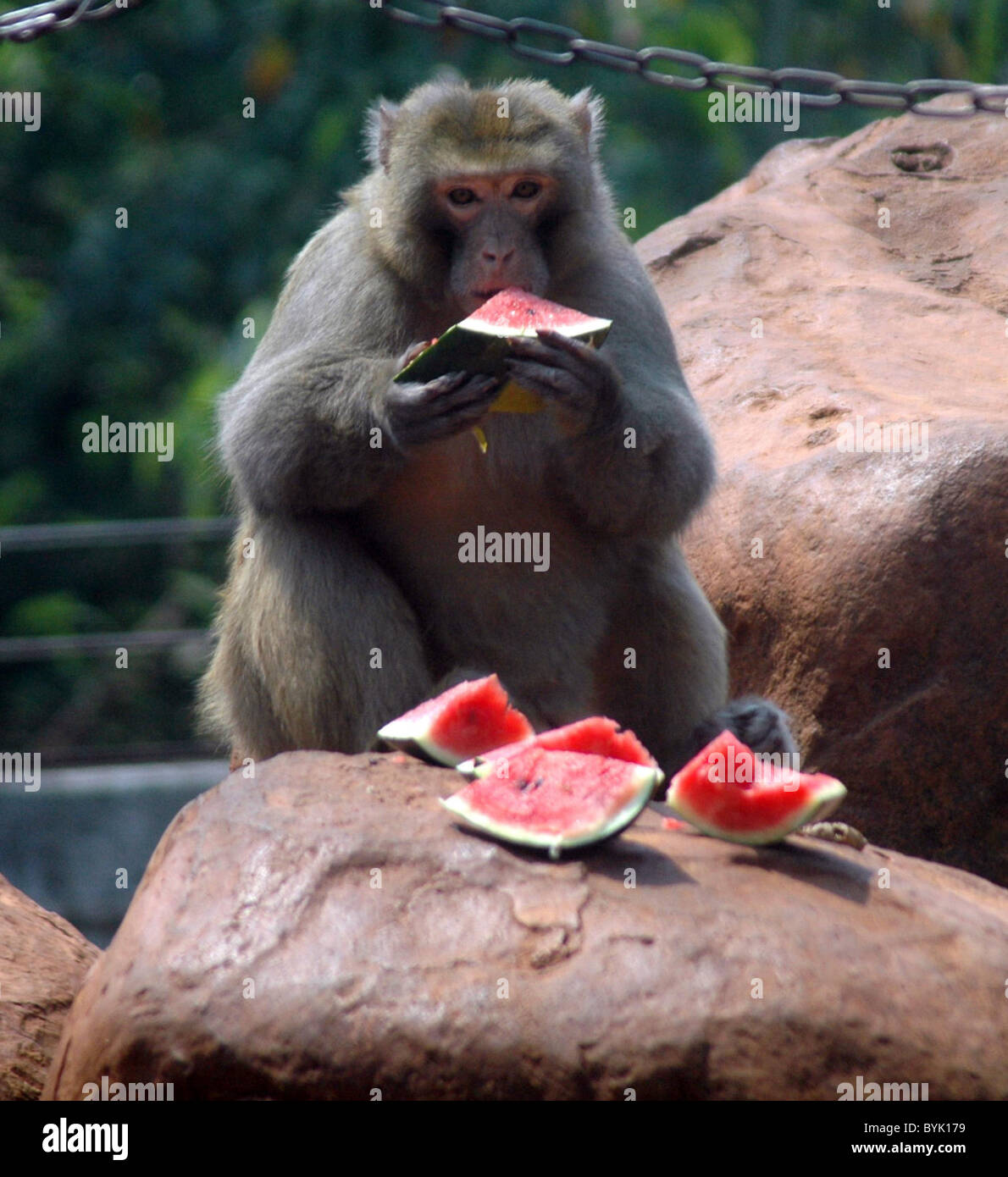 ANIMALS CHILL IN SWELTERING HEAT Monkeys are usually famous for their ...