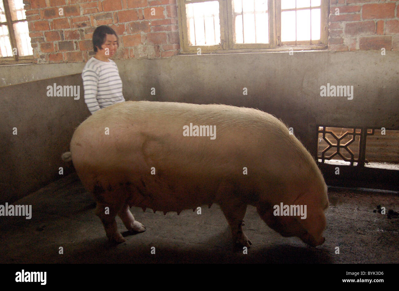 YOU FAT BIG This Chinese peasant's pet pig weight a whooping 900 ...