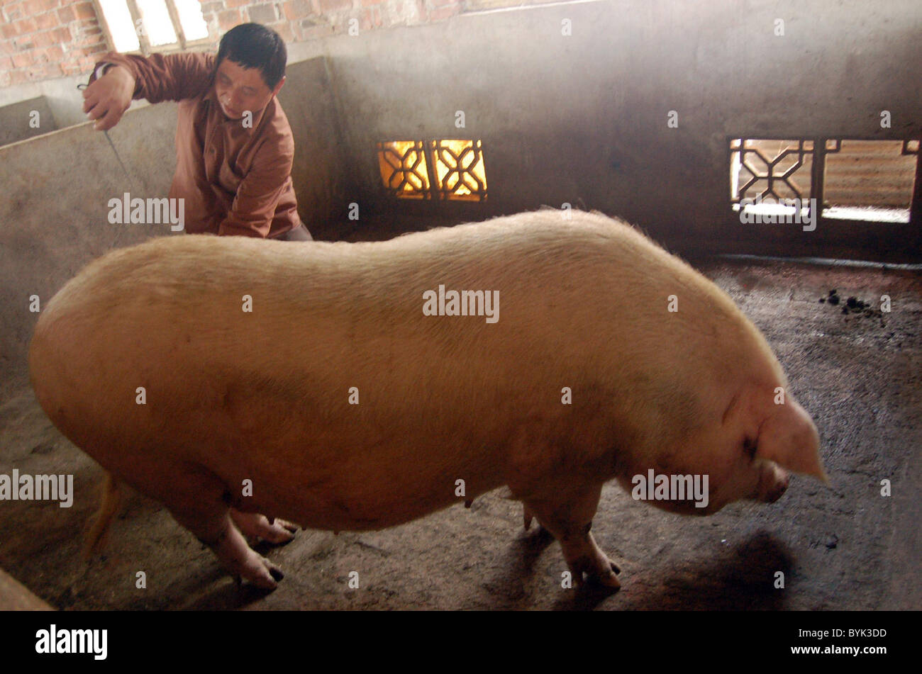 YOU FAT BIG This Chinese peasant's pet pig weight a whooping 900 ...