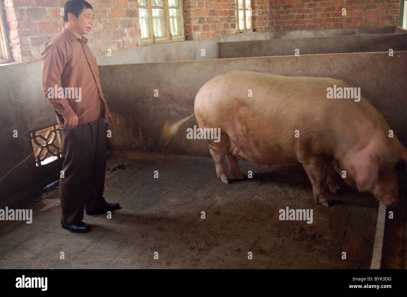 YOU FAT BIG This Chinese peasant's pet pig weight a whooping 900 ...