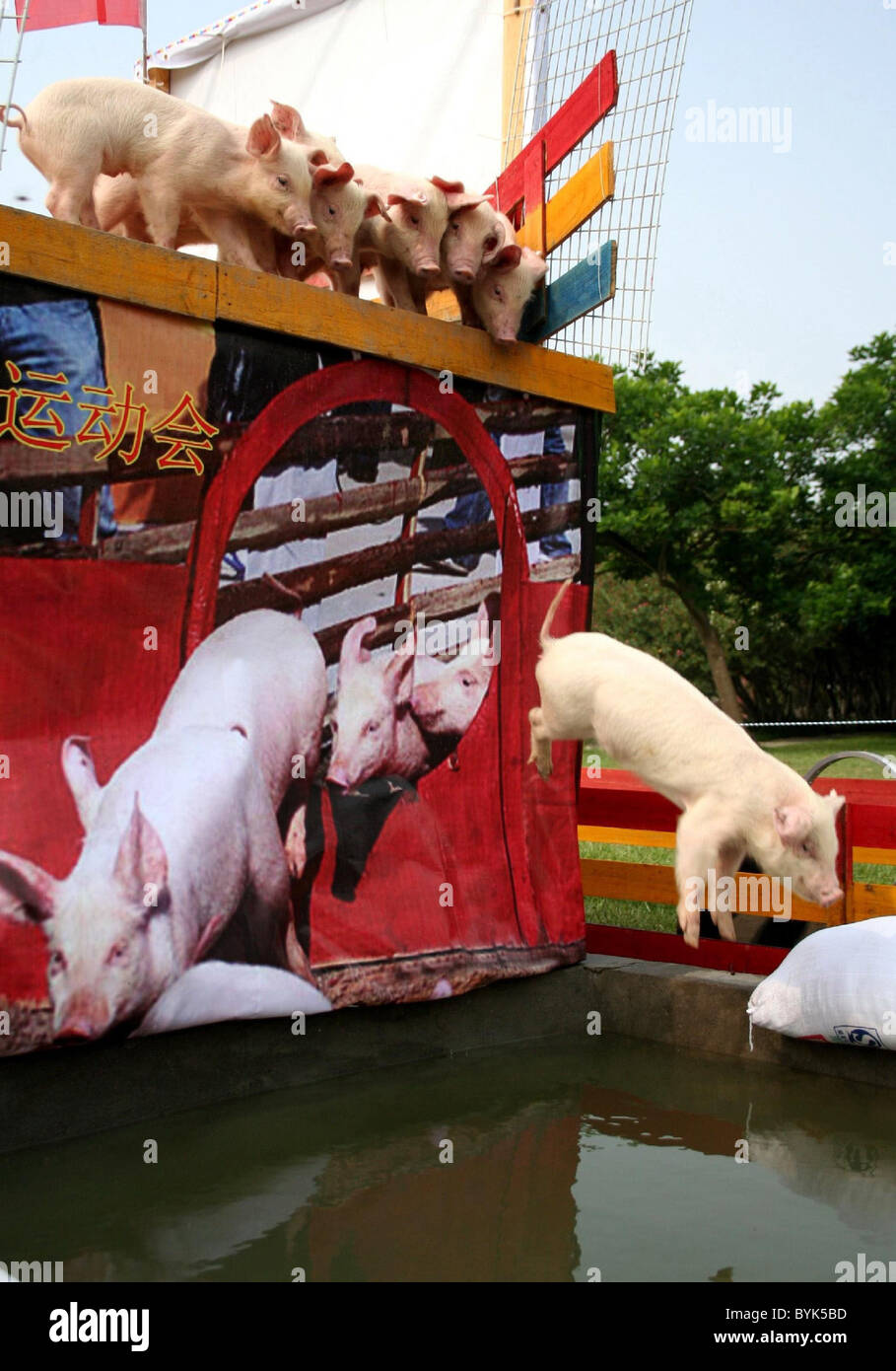 PIGS MIGHT FLY A dozen pigs get up to animal antics in a huge outdoor ...