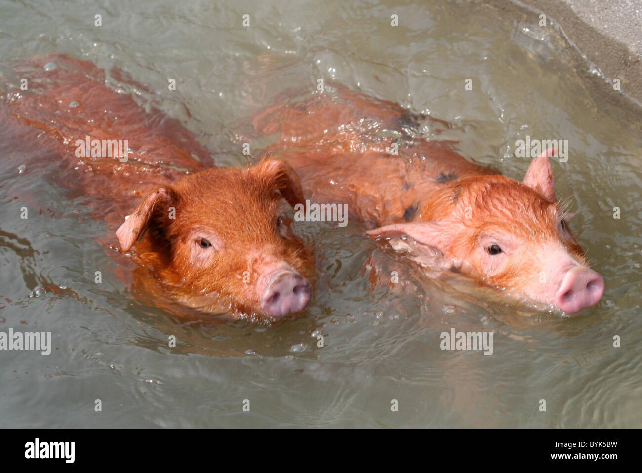 PIGS MIGHT FLY A dozen pigs get up to animal antics in a huge outdoor ...