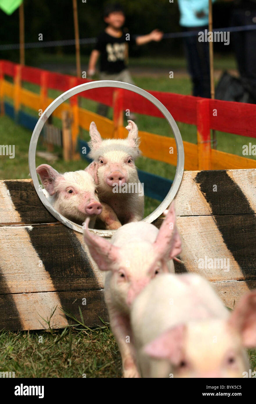 PIGS MIGHT FLY A dozen pigs get up to animal antics in a huge outdoor ...