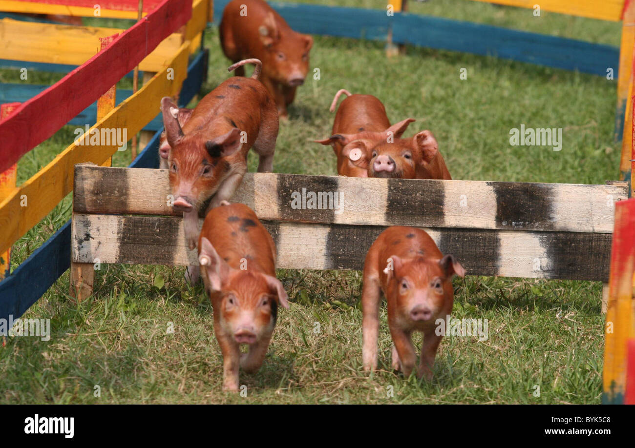 PIGS MIGHT FLY A dozen pigs get up to animal antics in a huge outdoor ...