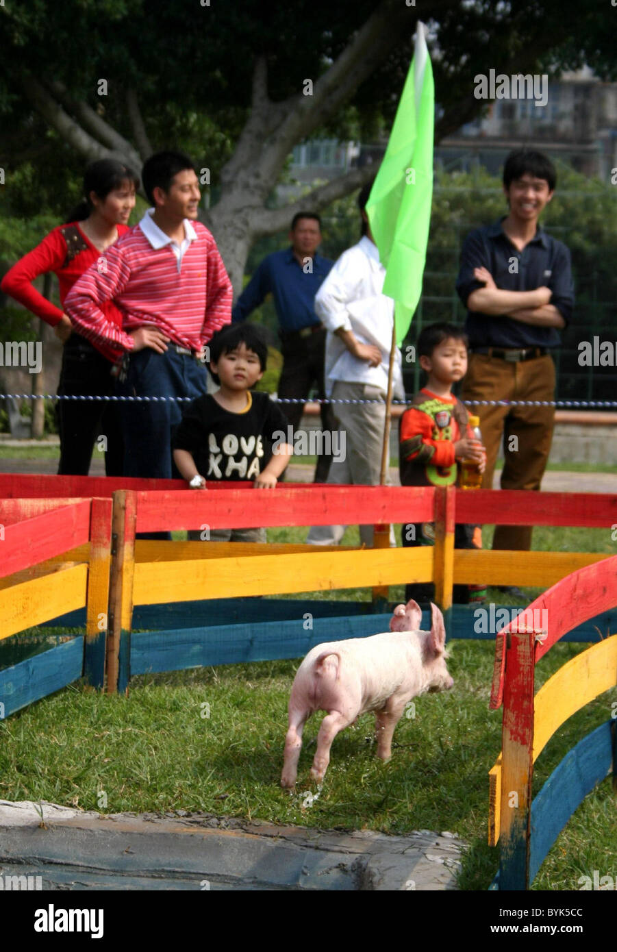 PIGS MIGHT FLY A dozen pigs get up to animal antics in a huge outdoor ...