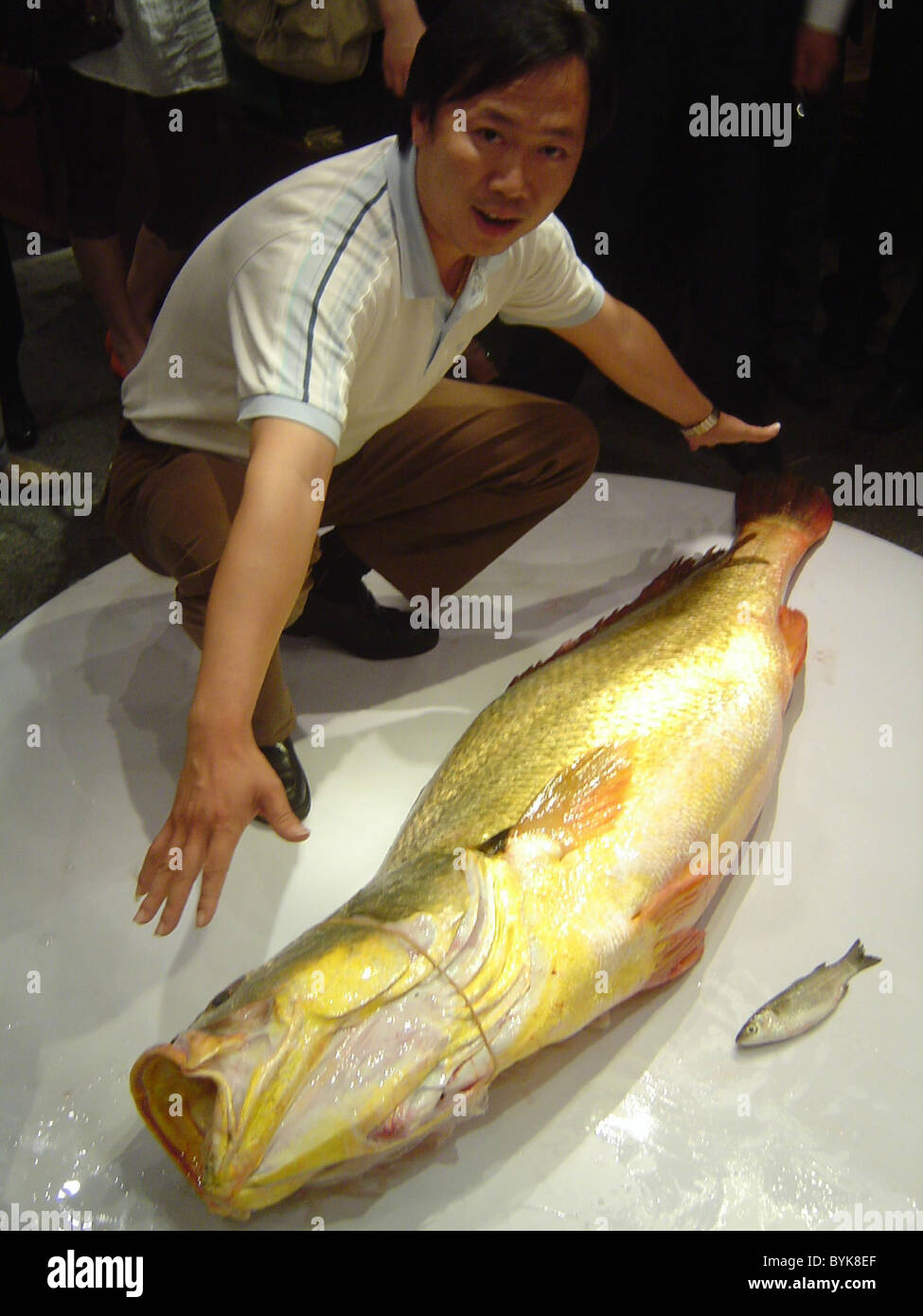 THE FISH THAT BROKE THE SCALES This giant fish could give Jaws a run ...