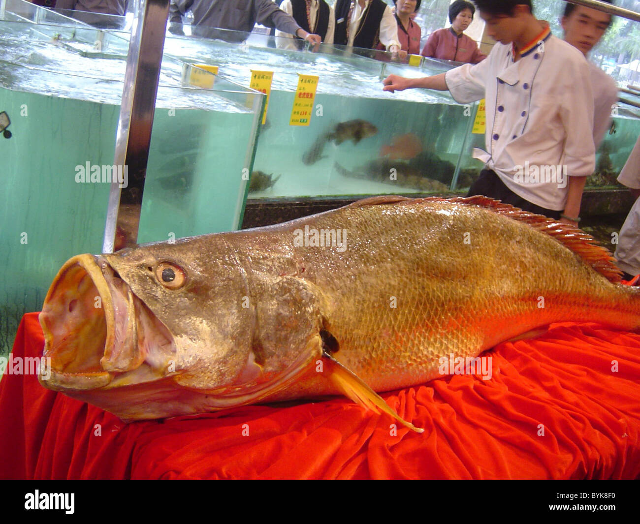 THE FISH THAT BROKE THE SCALES This giant fish could give Jaws a run ...