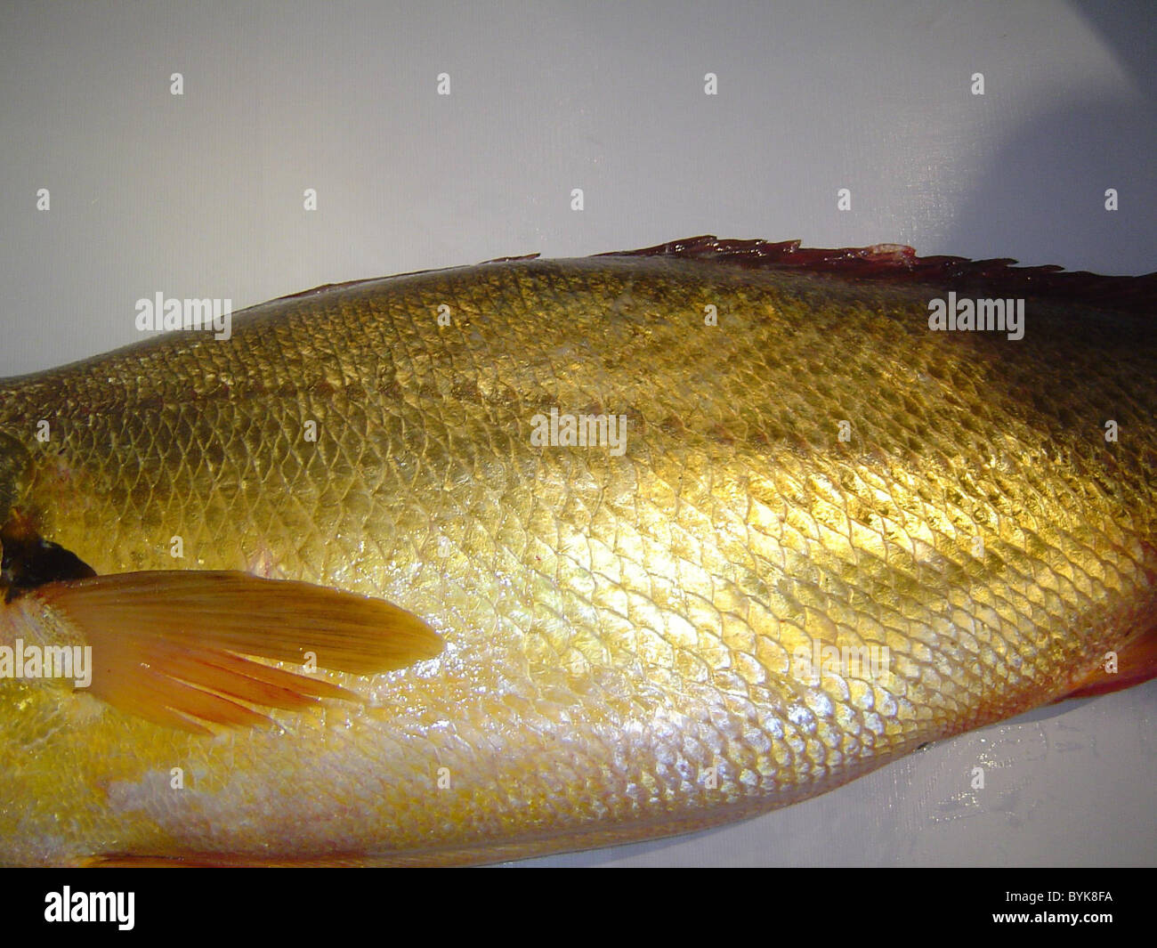 THE FISH THAT BROKE THE SCALES This giant fish could give Jaws a run ...