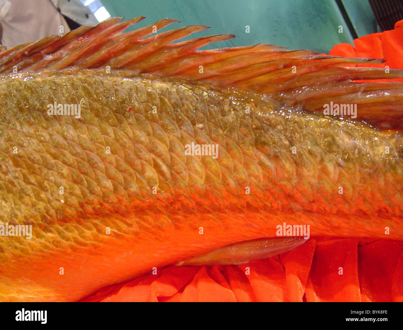 THE FISH THAT BROKE THE SCALES This giant fish could give Jaws a run ...