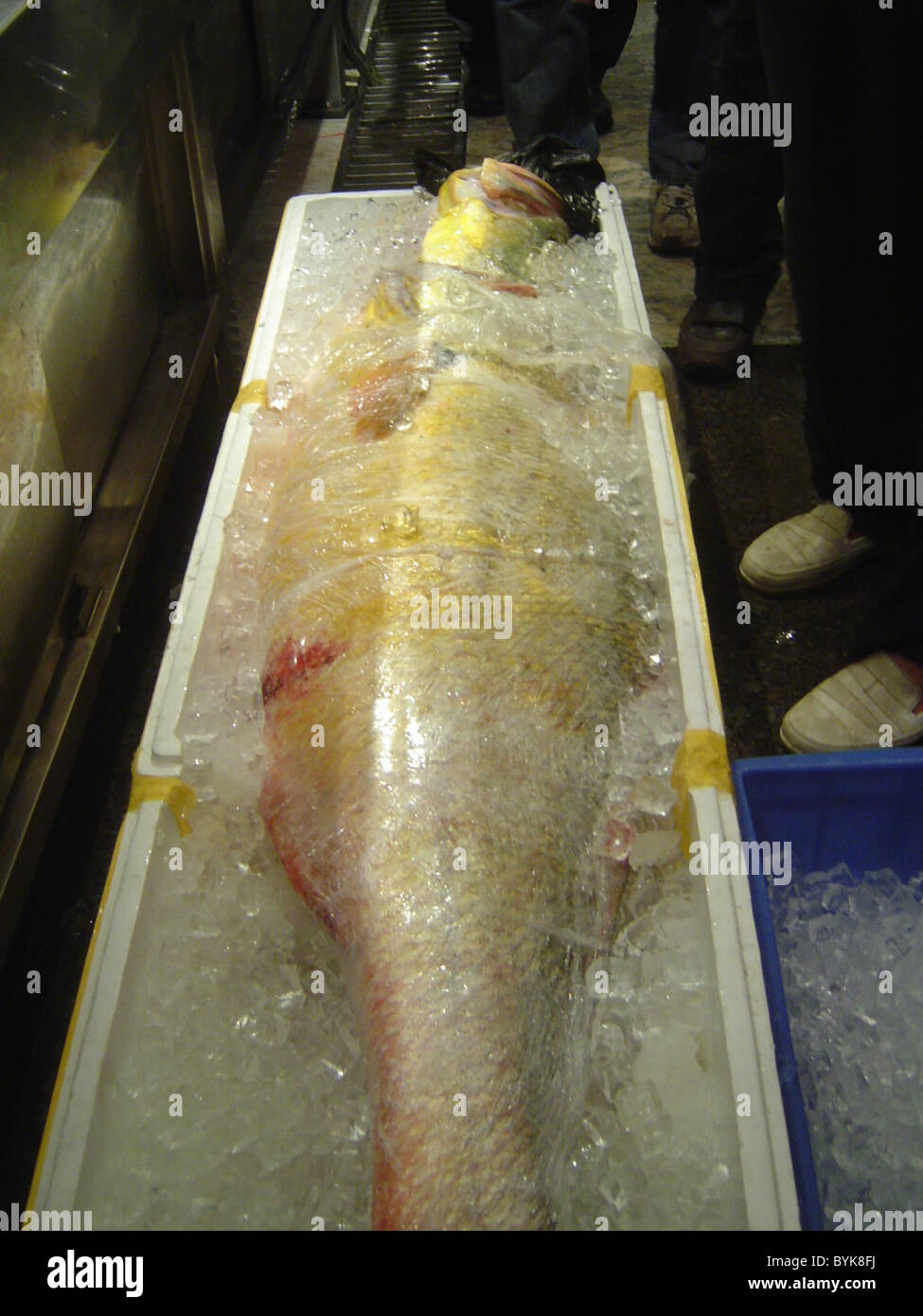 THE FISH THAT BROKE THE SCALES This giant fish could give Jaws a run ...