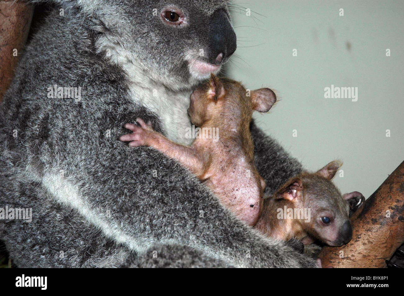 * WORLD'S FIRST TWIN KOALAS BORN IN CHINA The world's first set of twin koalas were born this ...