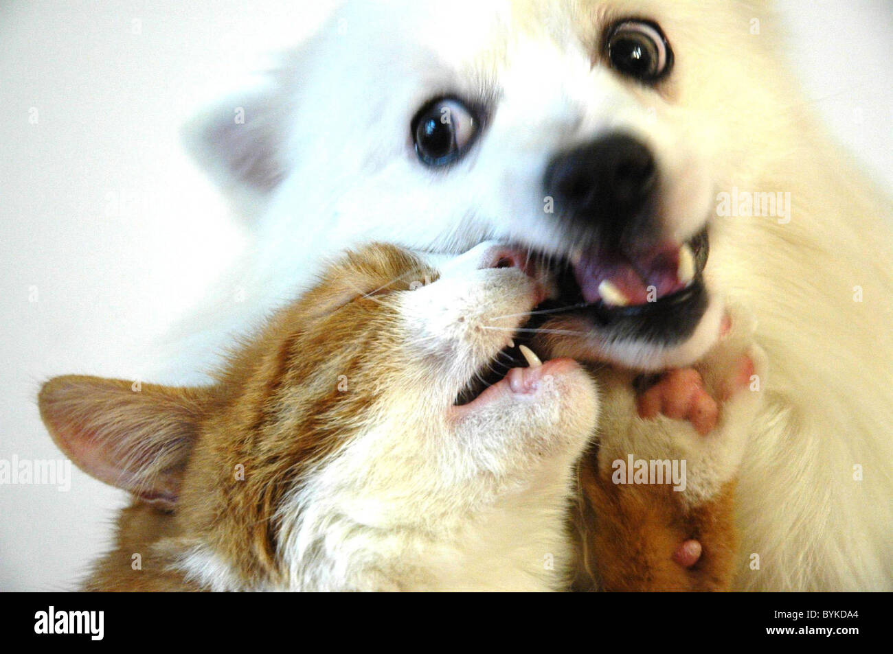 FELINE GOES FOR DOGGY STYLE Cats and dogs are usually like Jordan and ...